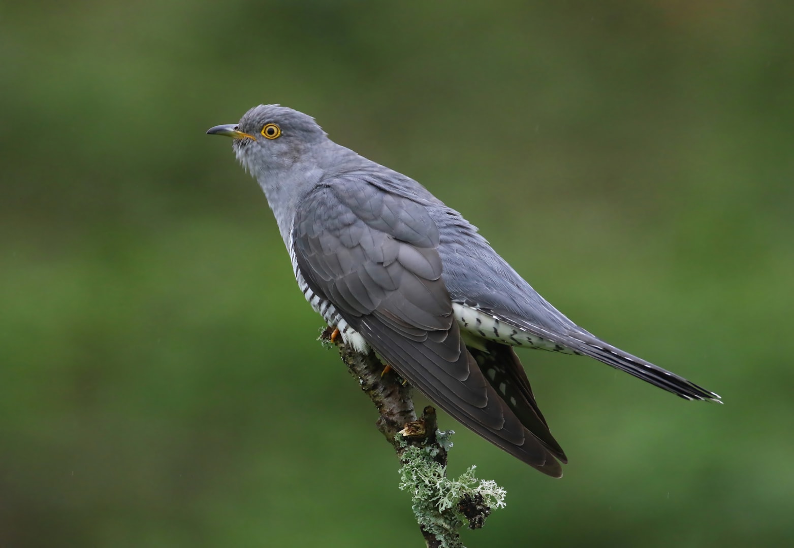 Common Cuckoo by Lee Fuller - BirdGuides