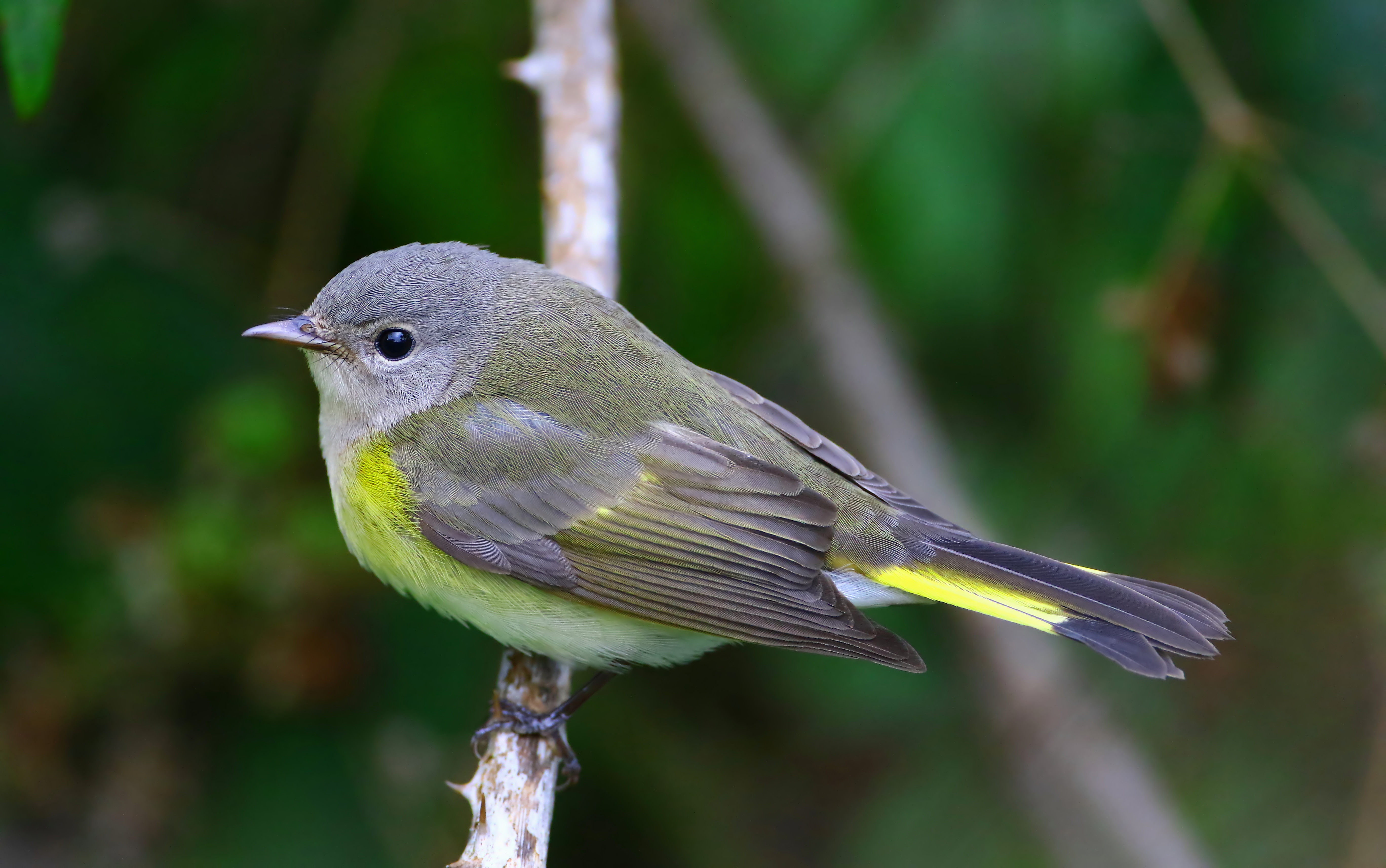 Details : American Redstart - BirdGuides