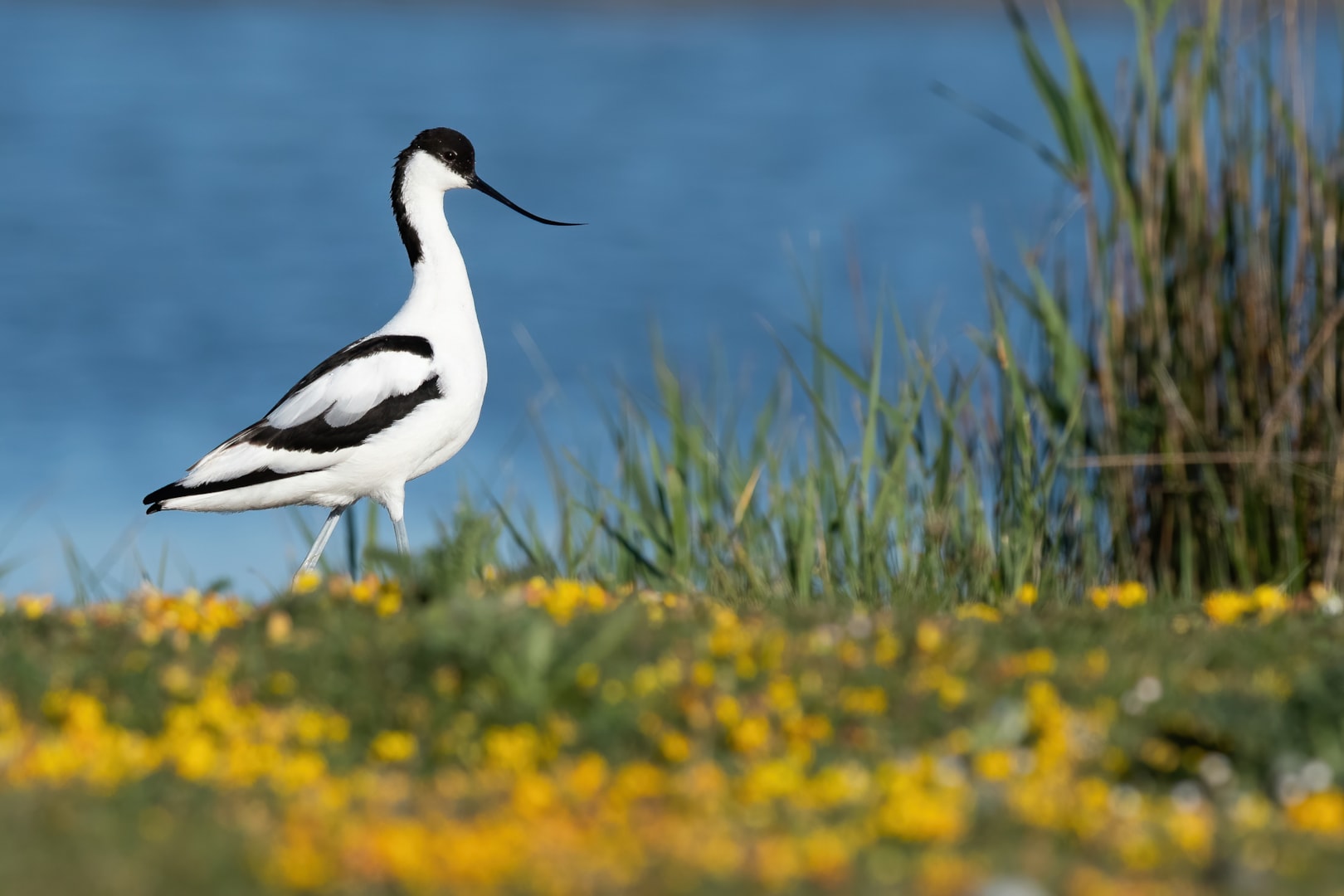 Avocet by Matthew Barfield - BirdGuides