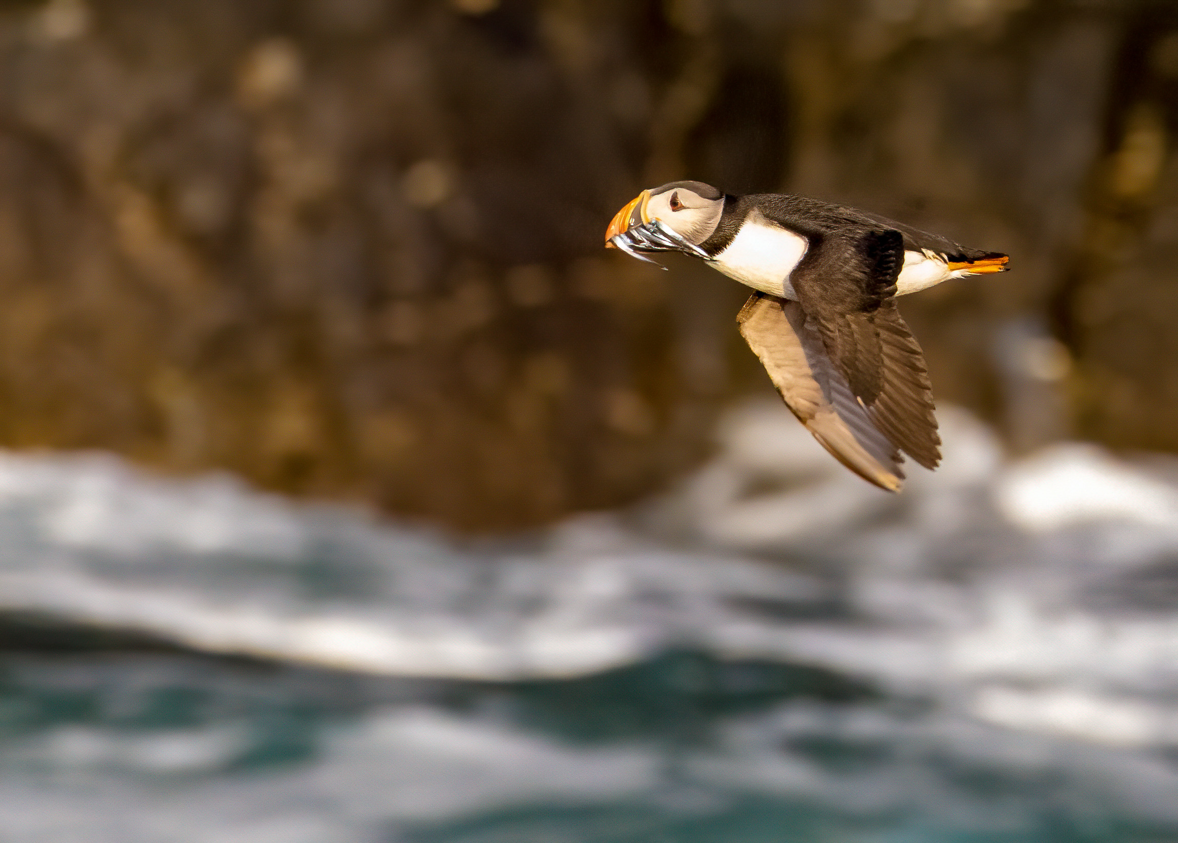 Project launched to protect Rathlin Island seabirds from invasive ...