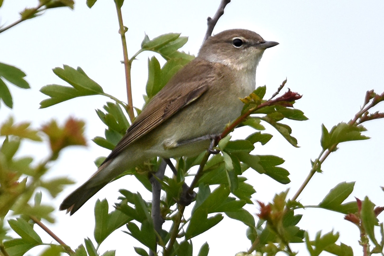 Garden Warbler by Fausto Riccioni - BirdGuides