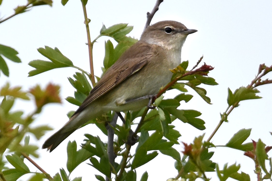 Garden Warbler by Fausto Riccioni - BirdGuides