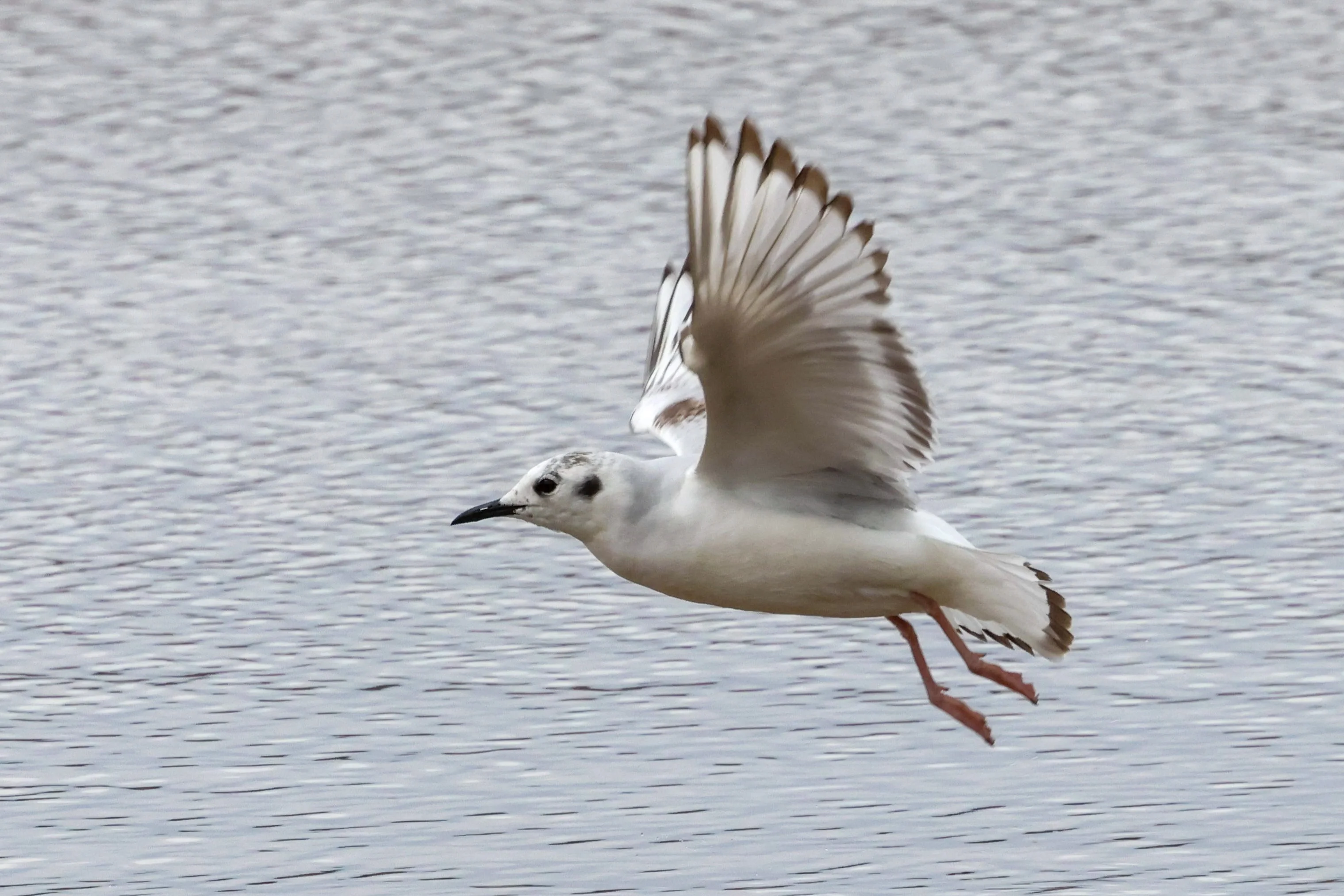 Sighting Report - BirdGuides