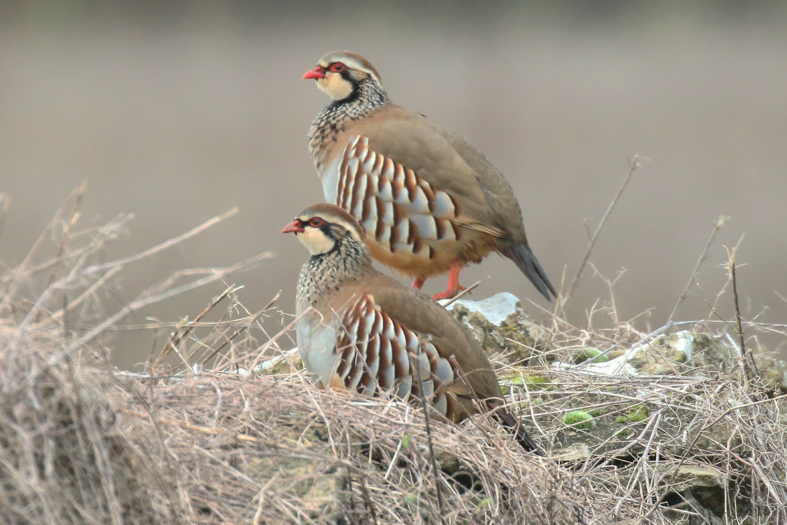Red-legged Partridge by Chris Teague - BirdGuides