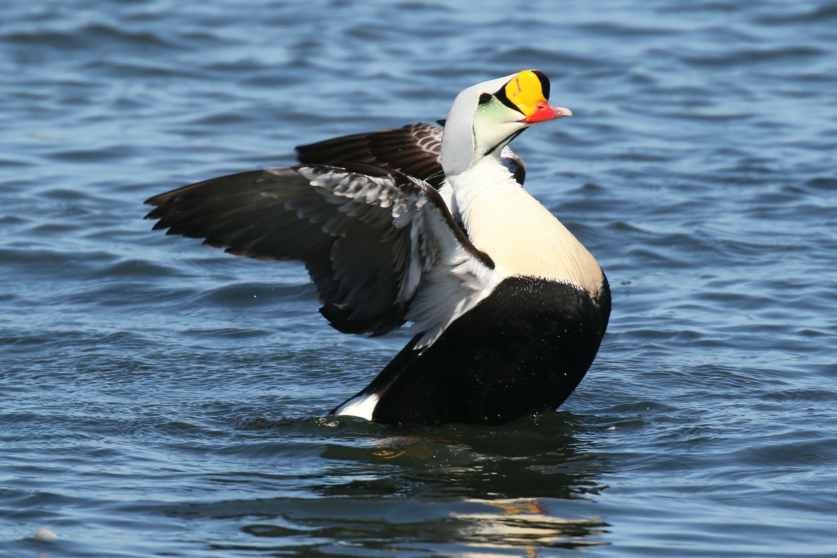 Details : King Eider - BirdGuides