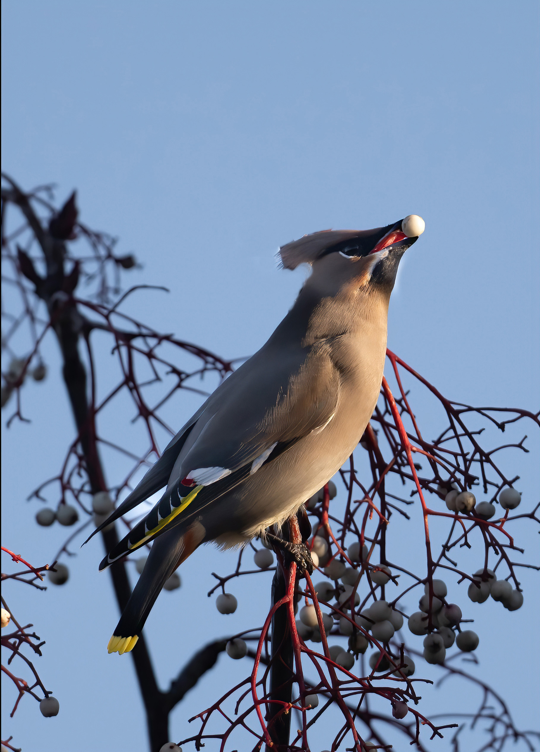 Waxwing by RICHARD GABB - BirdGuides