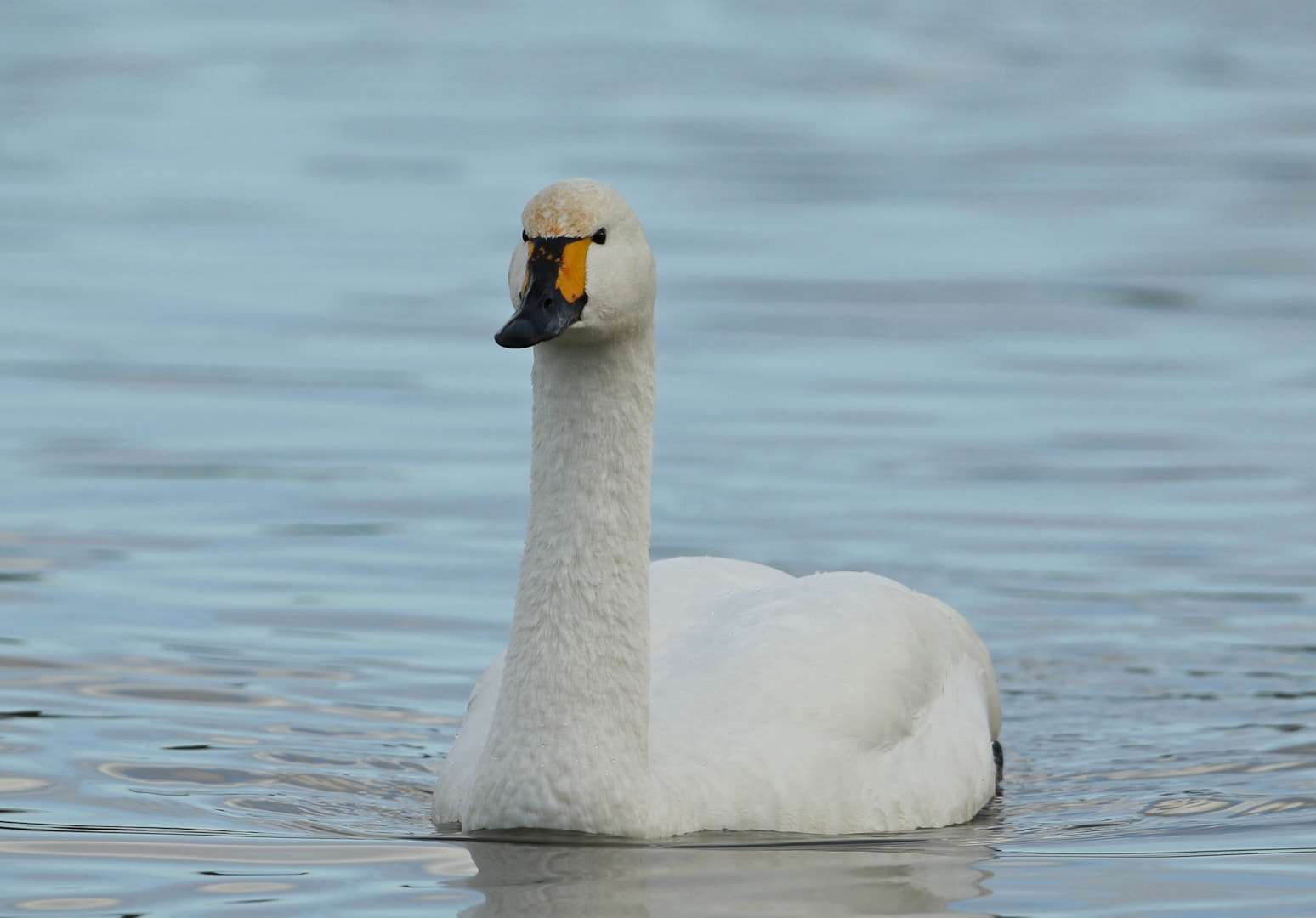 Bewick's Swan by Jon Mercer - BirdGuides