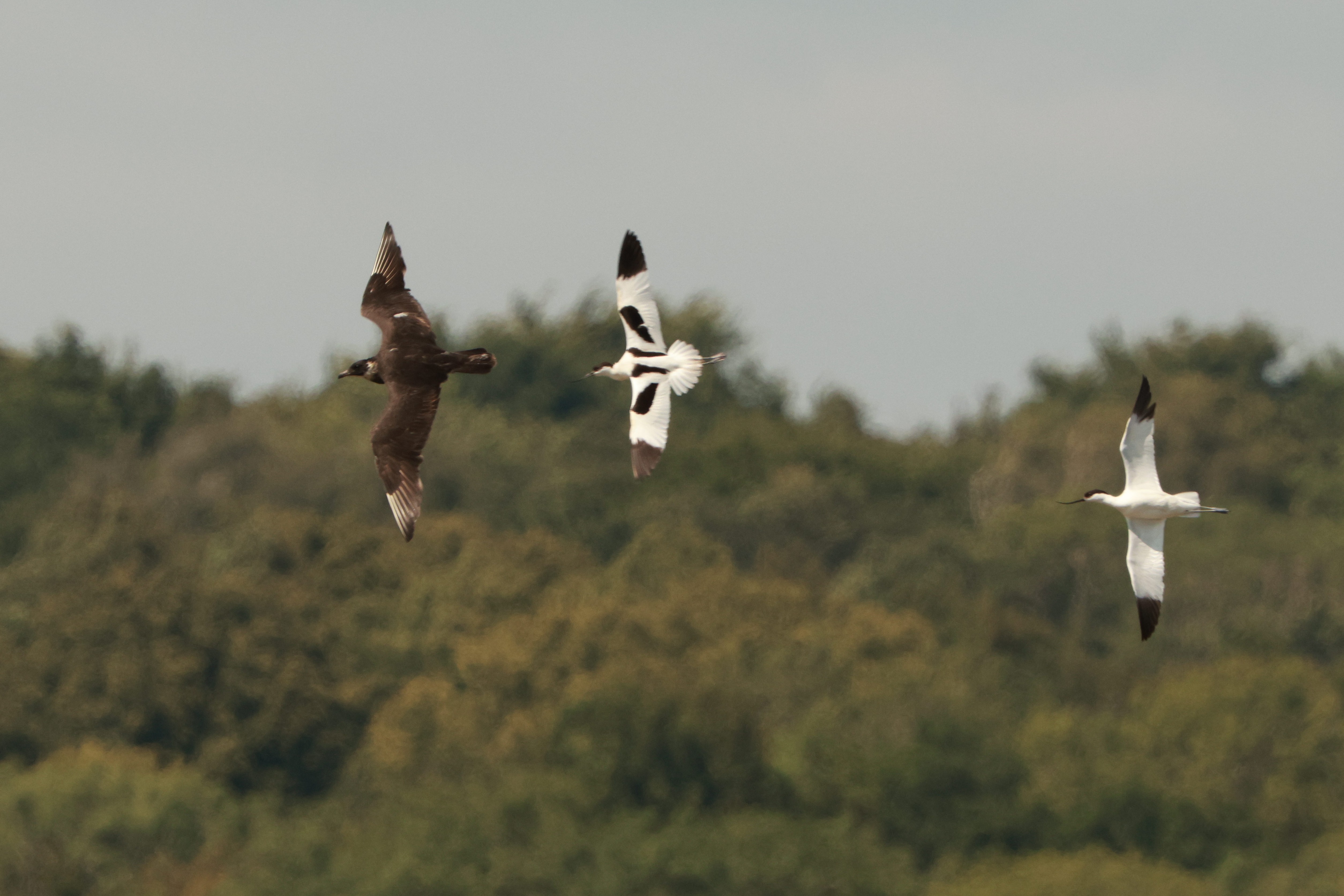 Pomarine Skua by Tony Hession - BirdGuides