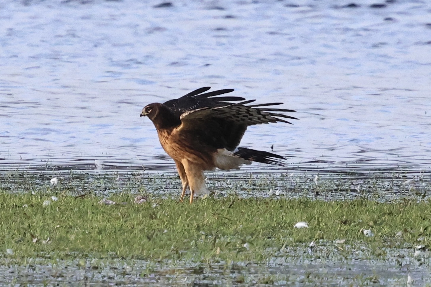 Northern Harrier by Cian Cardiff - BirdGuides