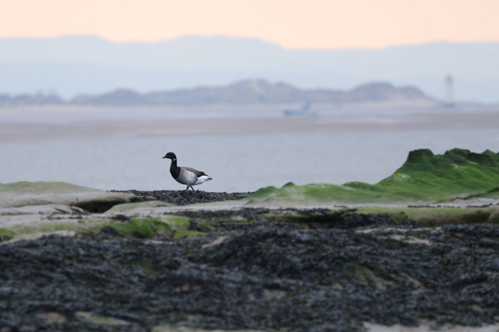Pale-bellied Brent Goose by Tony Hession - BirdGuides