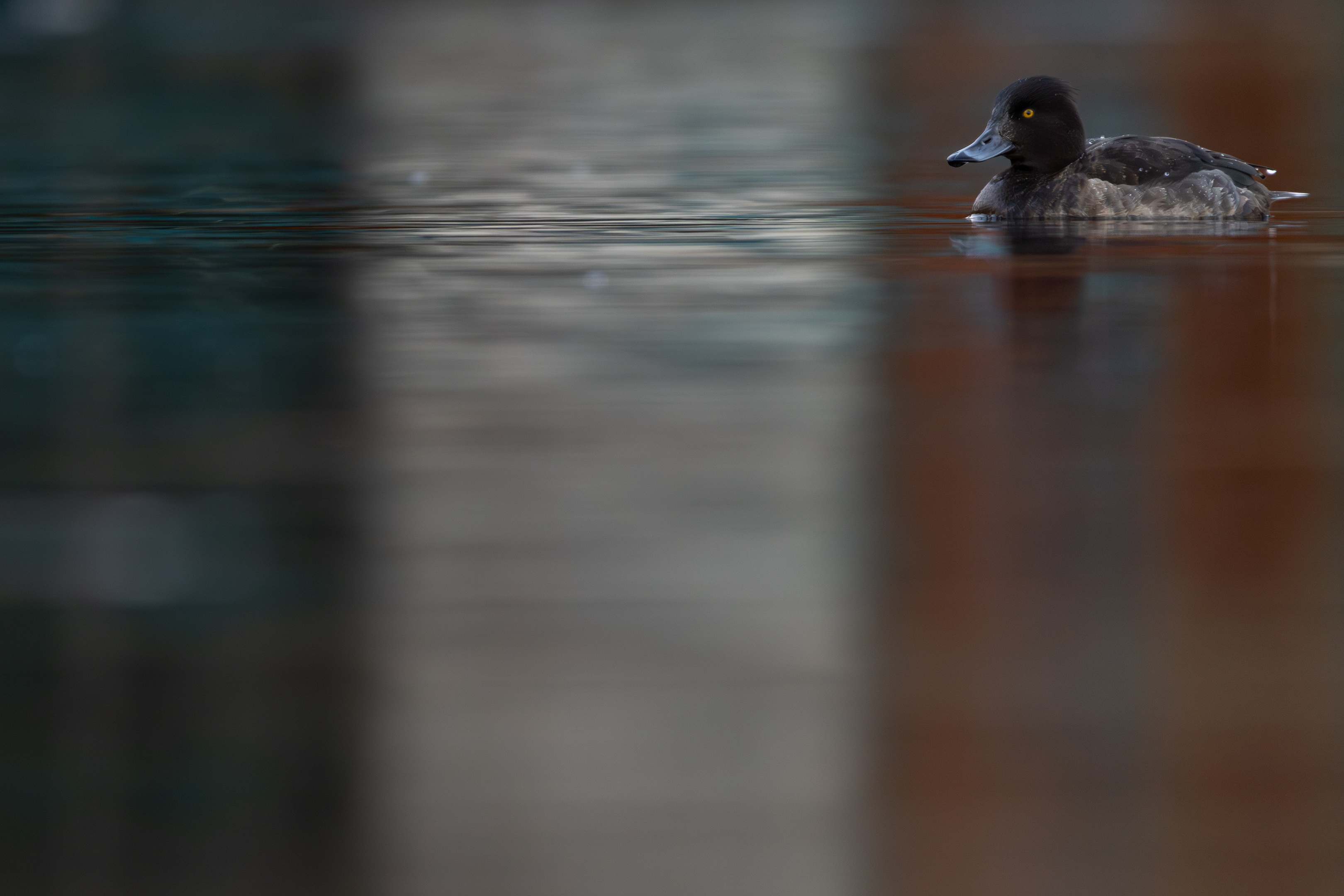 Tufted Duck by Cohen Garwood - BirdGuides