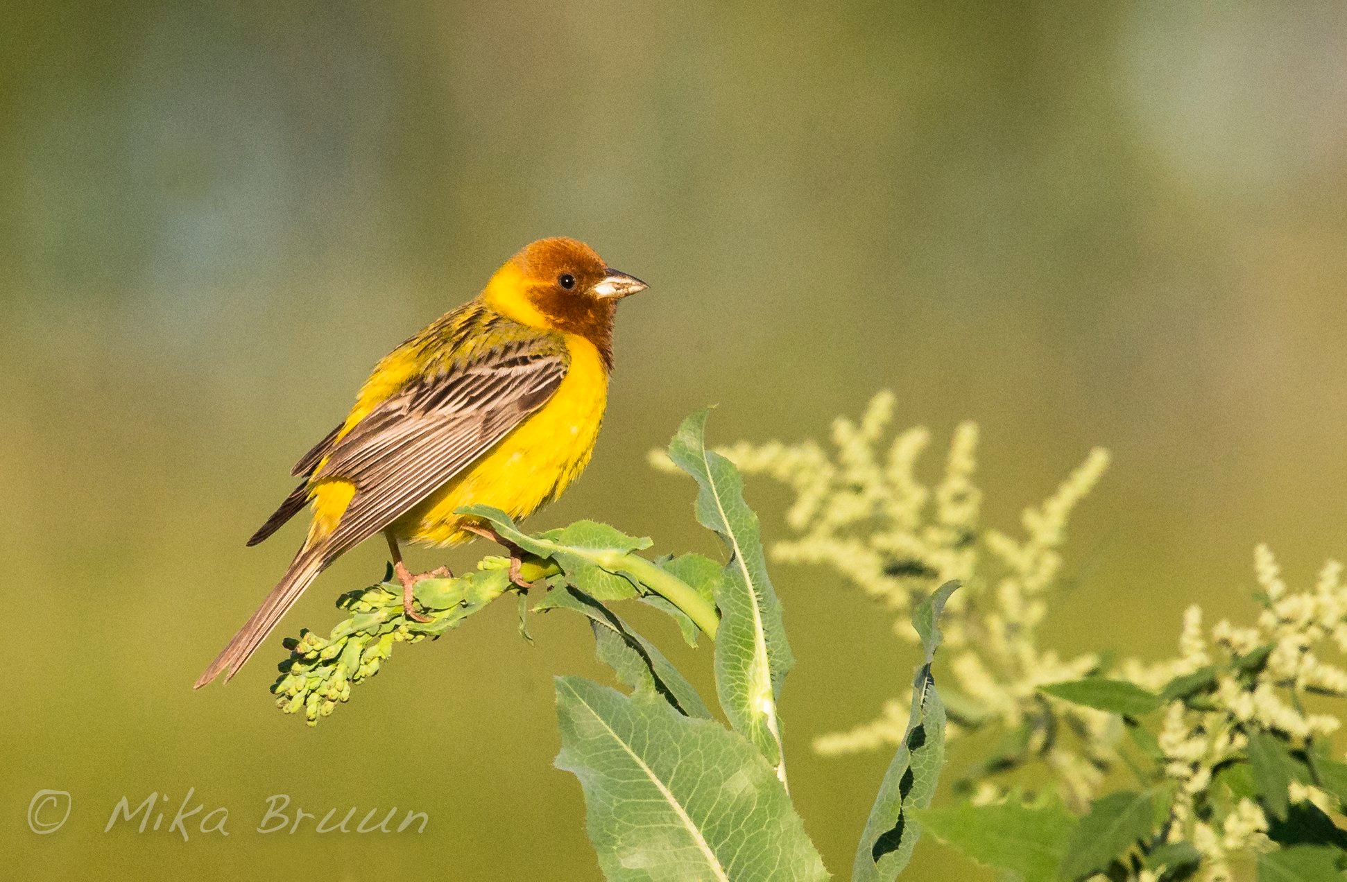 Details : Red-headed Bunting - BirdGuides