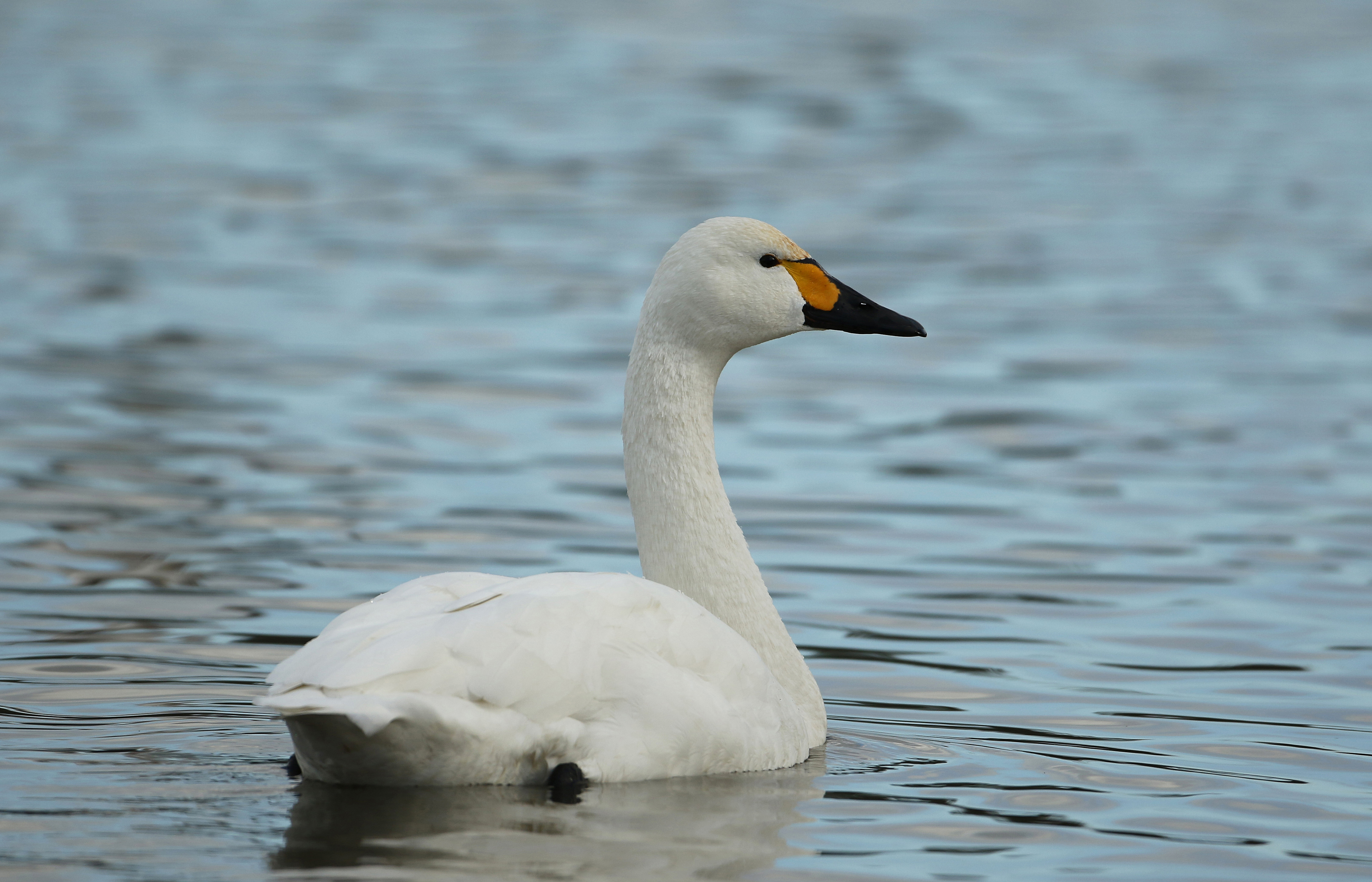 Details : Bewick's Swan - BirdGuides