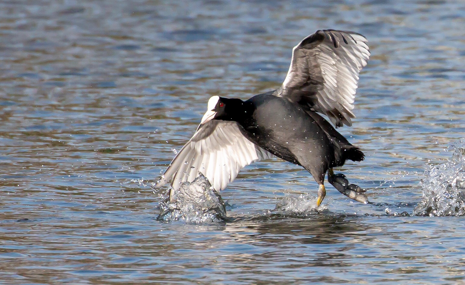 Lough Neagh Birdwatching Site - BirdGuides