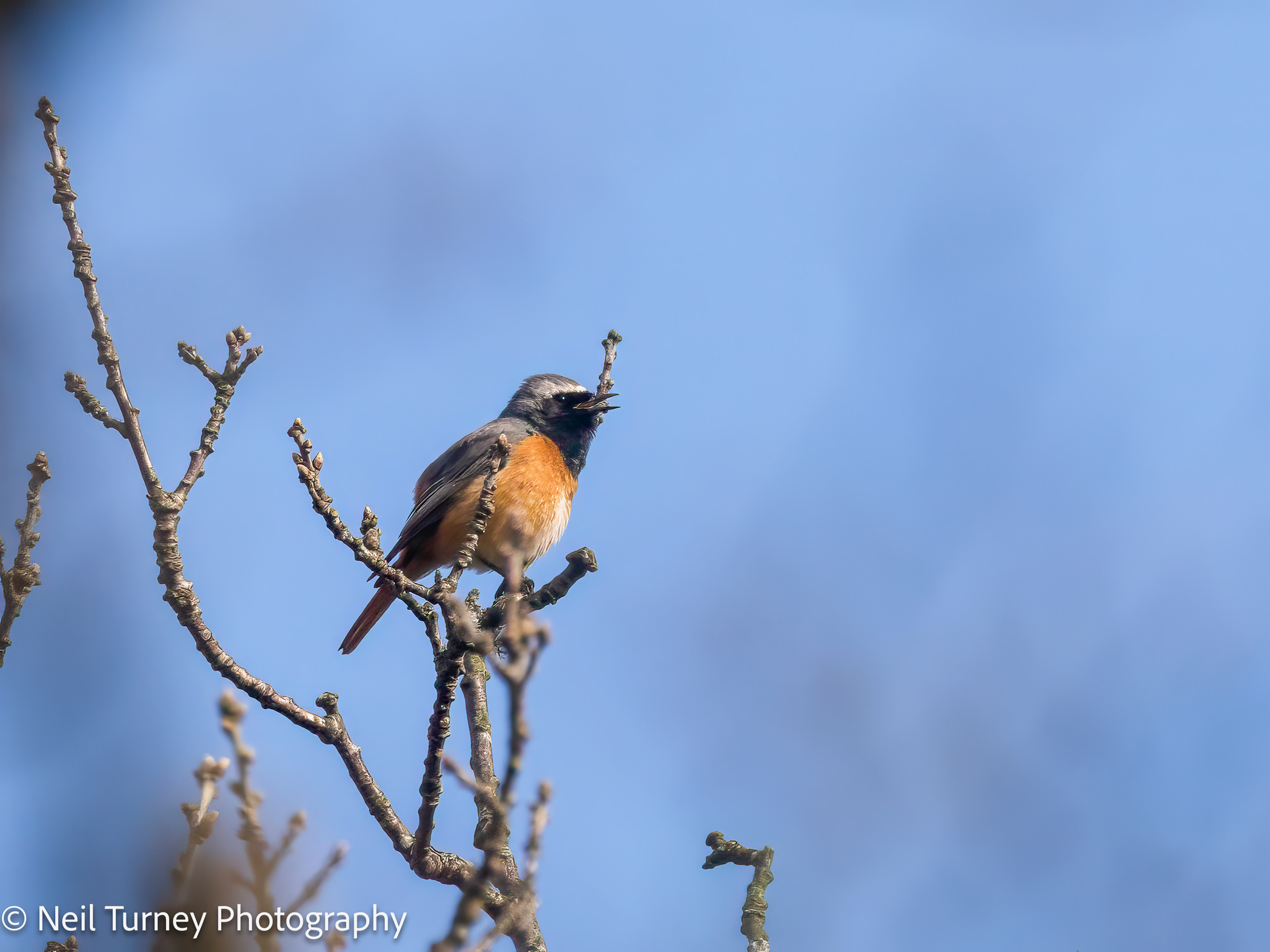 Common Redstart by Neil Turney - BirdGuides