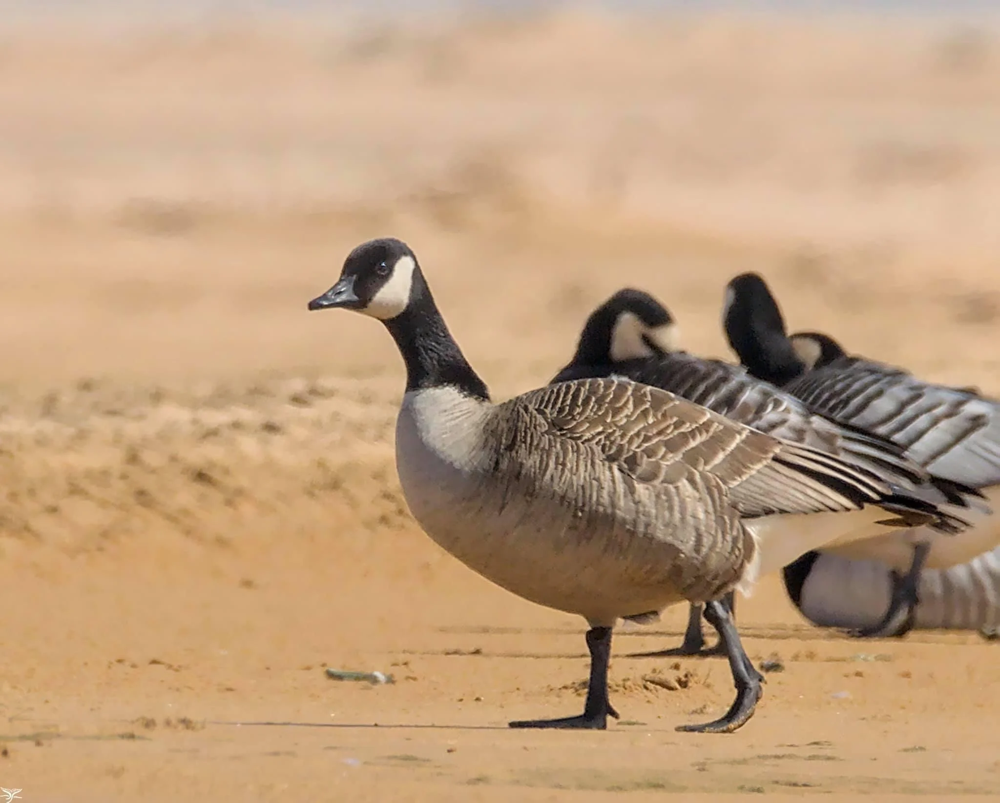 Details : Richardson's Cackling Goose - BirdGuides