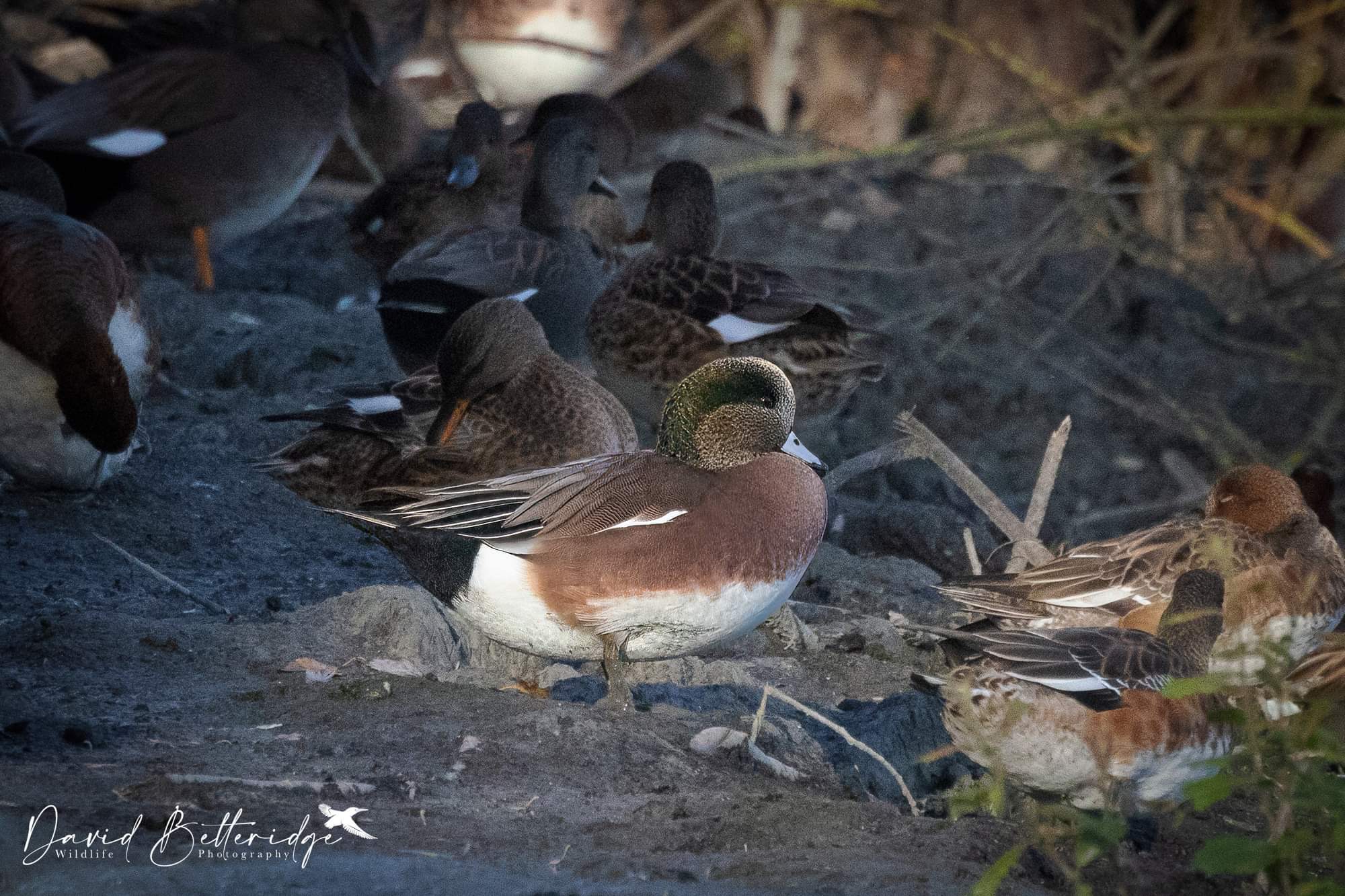 American Wigeon by David Betteridge - BirdGuides