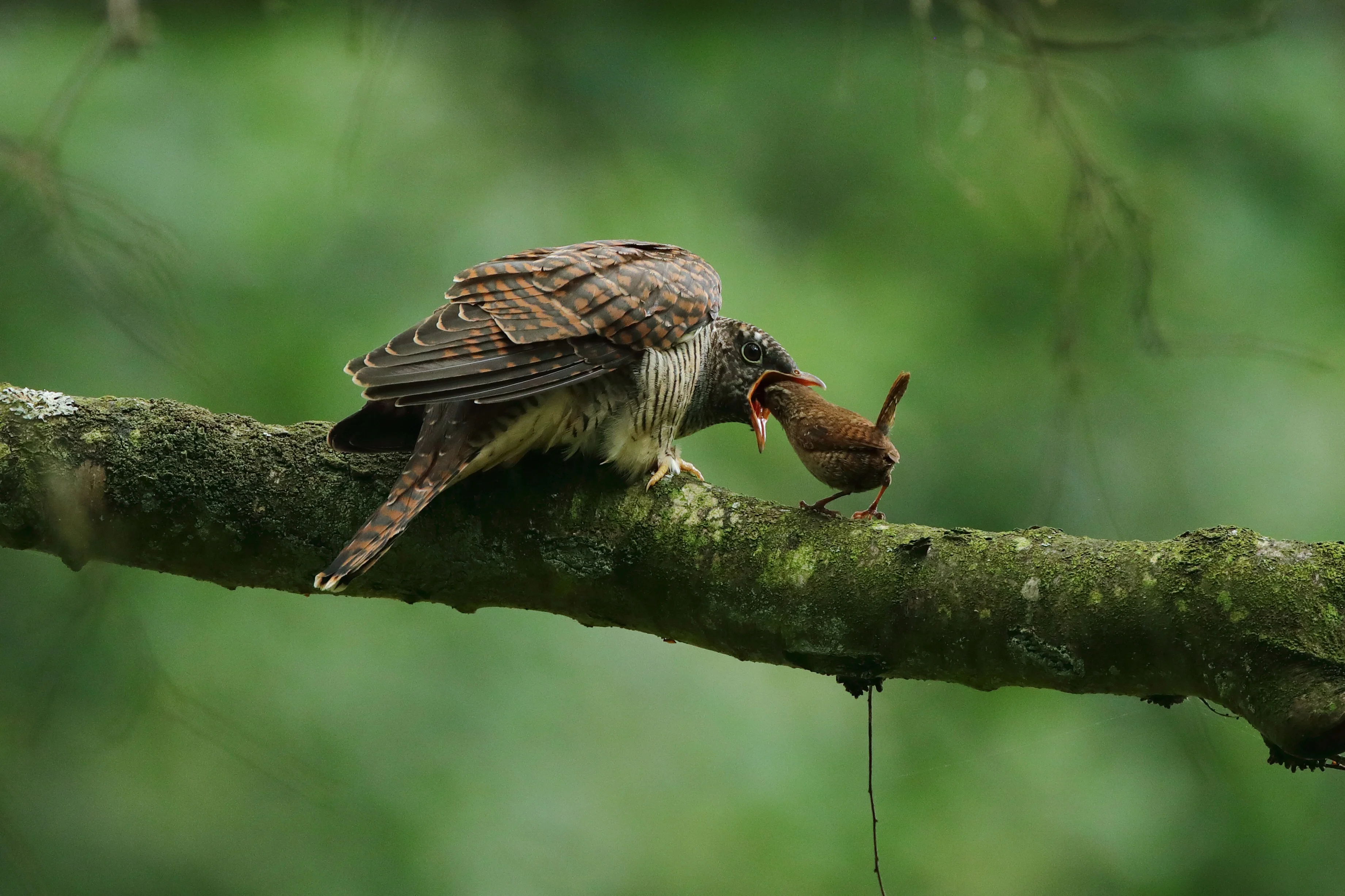 Details : Common Cuckoo - BirdGuides