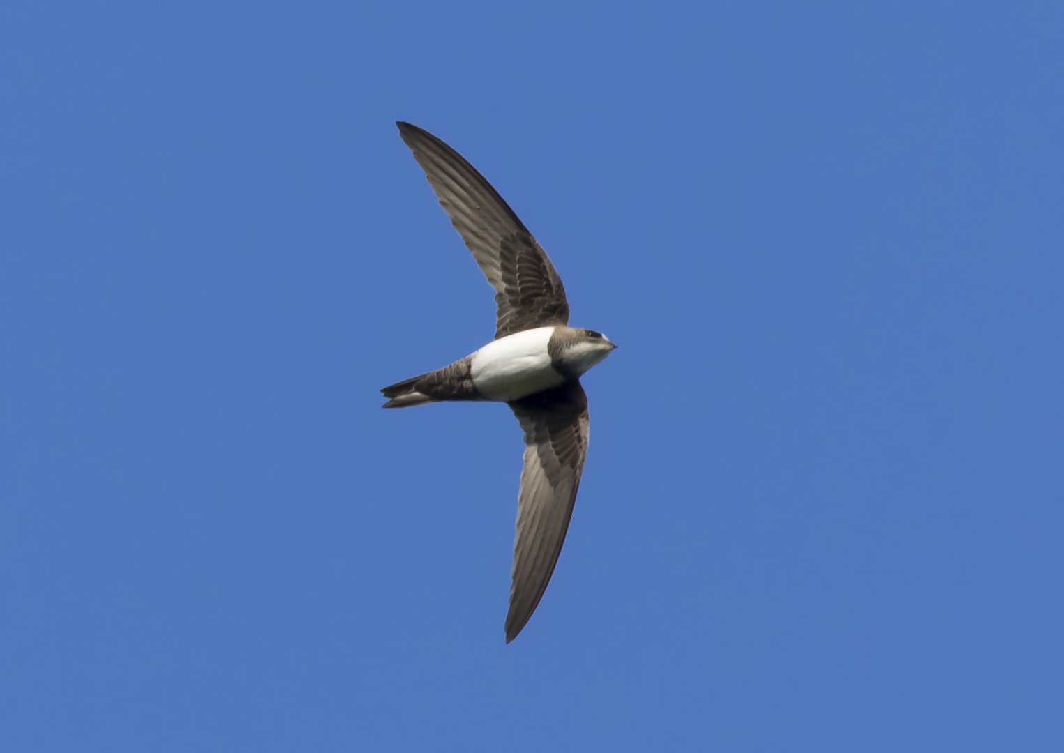 Alpine Swift by Brian Gibbs - BirdGuides