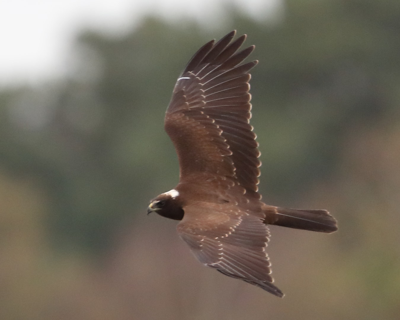 Western Marsh Harrier by Simon Kidner - BirdGuides