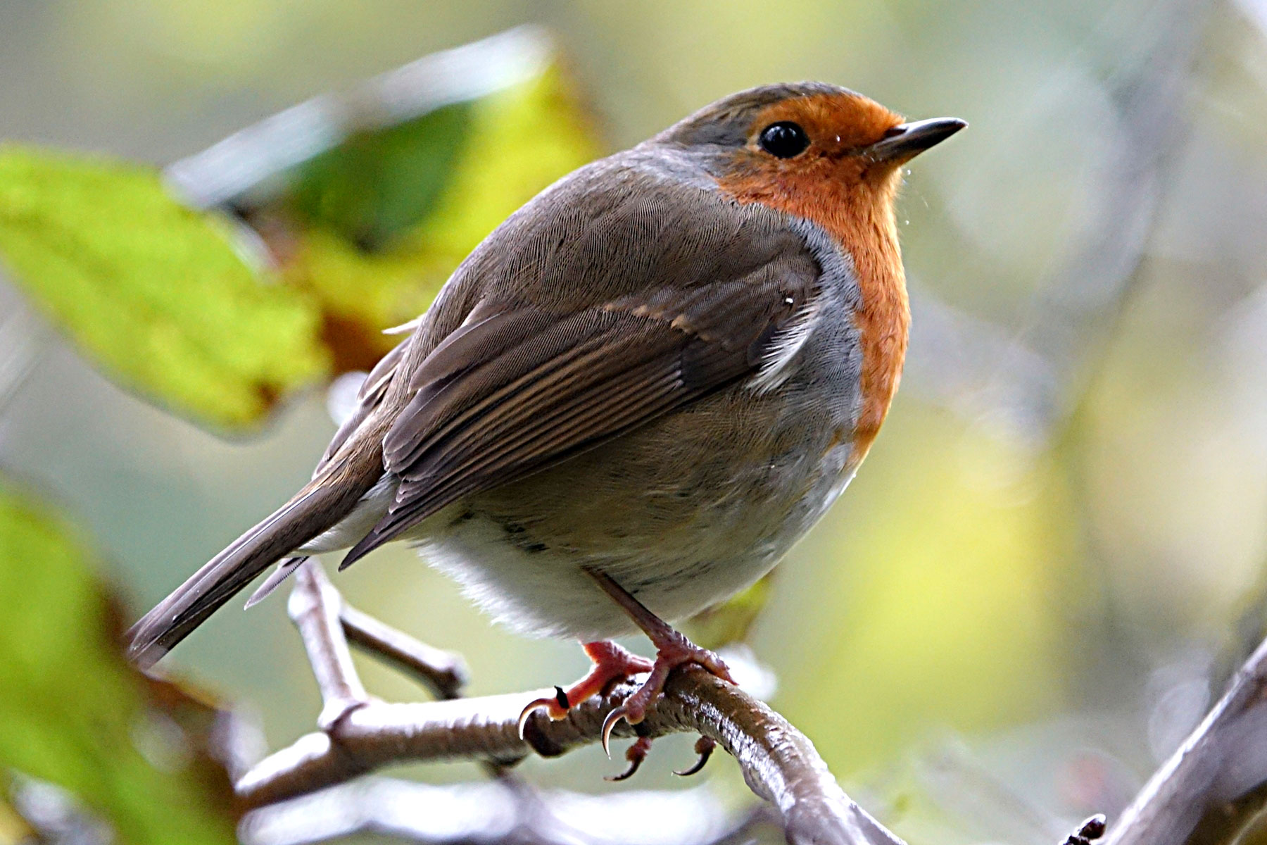 European Robin by Fausto Riccioni - BirdGuides
