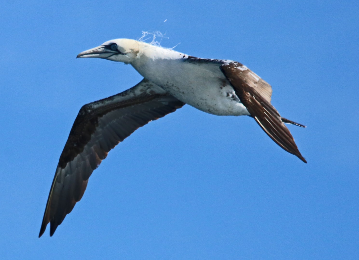 Northern Gannet by Andrew Muirhead - BirdGuides