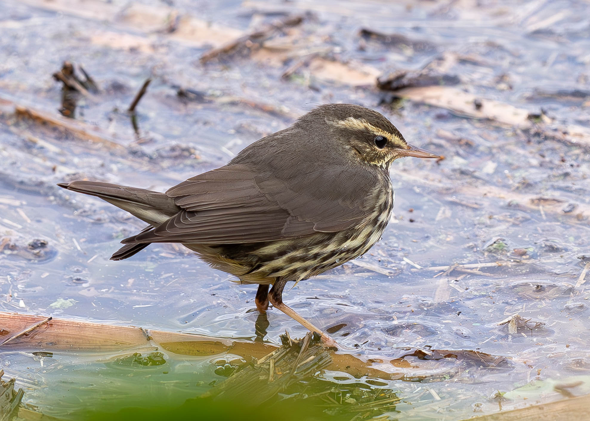 Northern Waterthrush by David Carr - BirdGuides