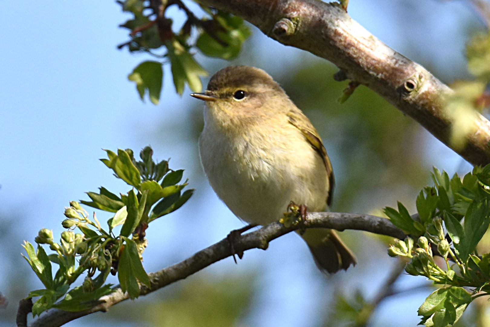 Common Chiffchaff by Fausto Riccioni - BirdGuides