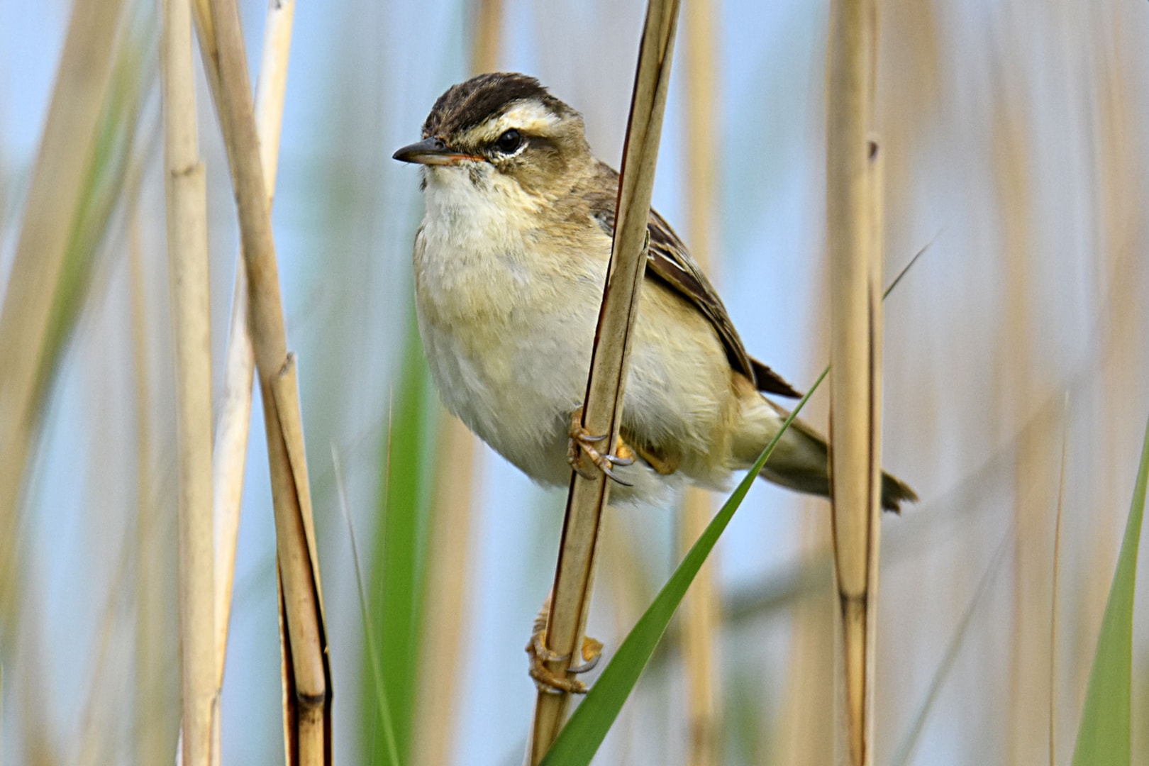 Sedge Warbler by Fausto Riccioni - BirdGuides