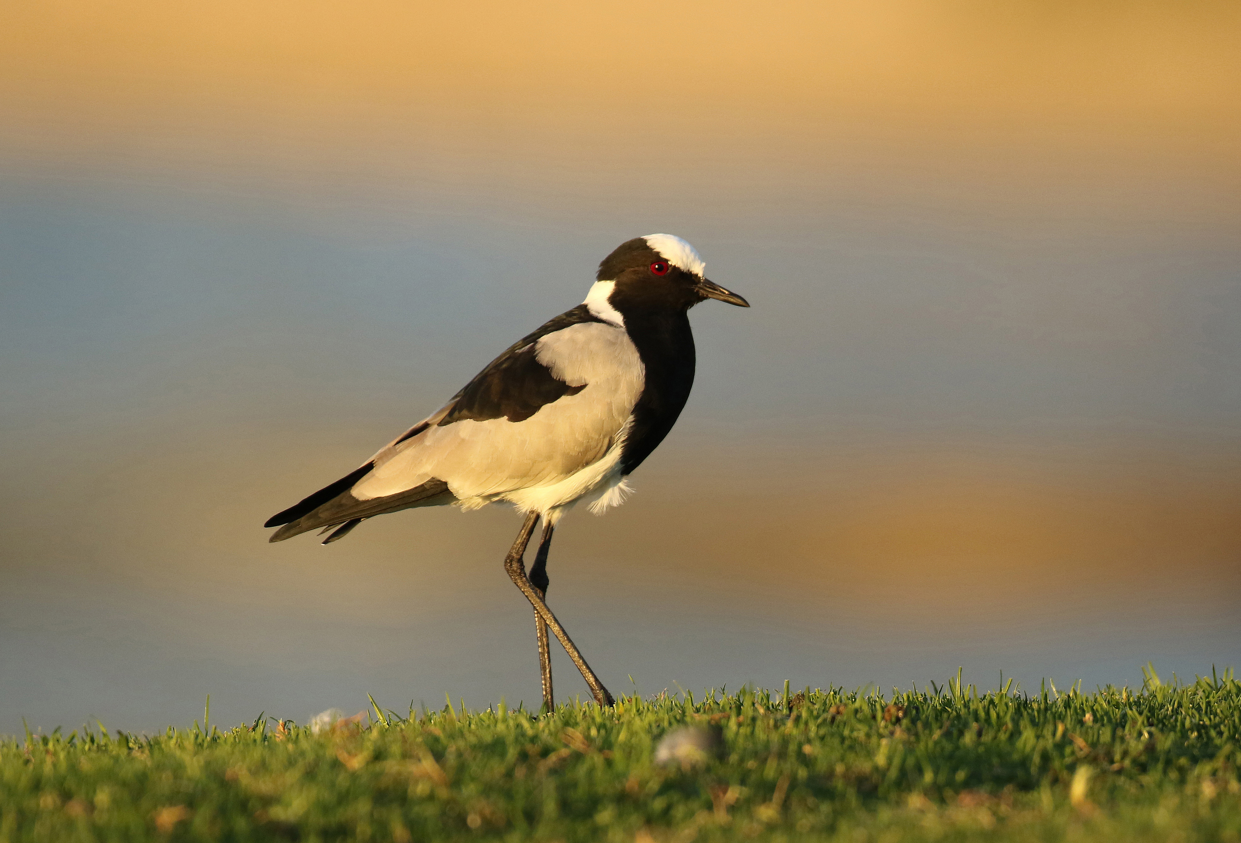 Details : Blacksmith Lapwing - BirdGuides