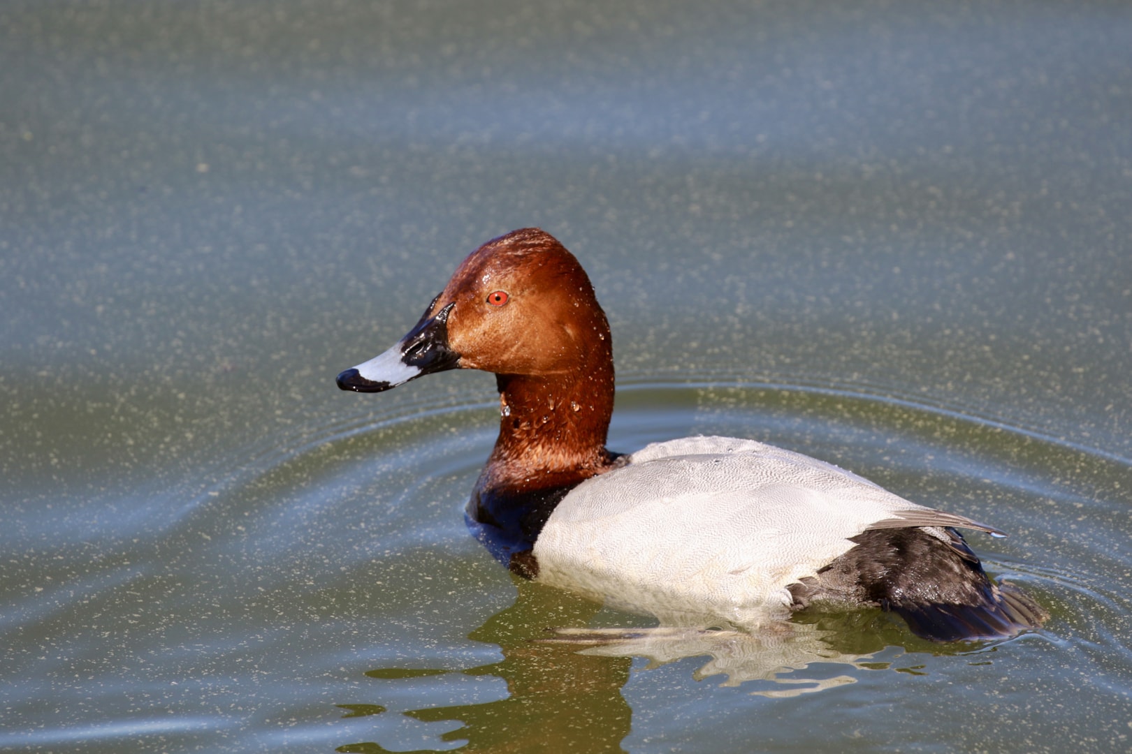 Common Pochard by Nigel Smith - BirdGuides
