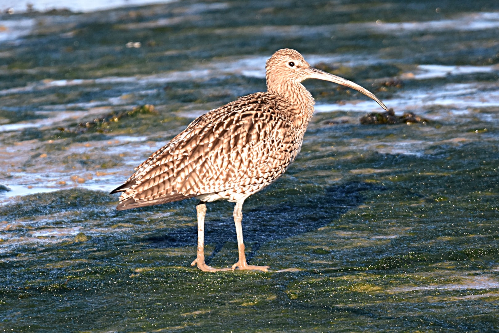 Eurasian Curlew by Fausto Riccioni - BirdGuides