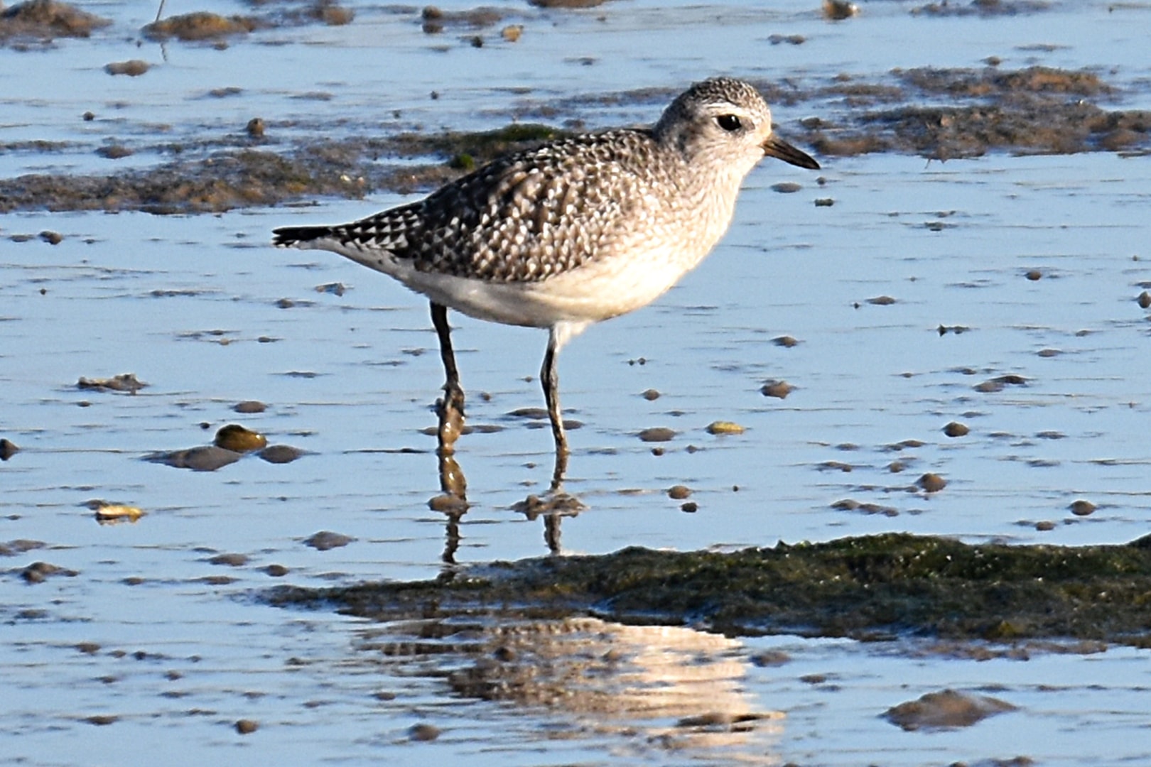 Grey Plover by Fausto Riccioni - BirdGuides