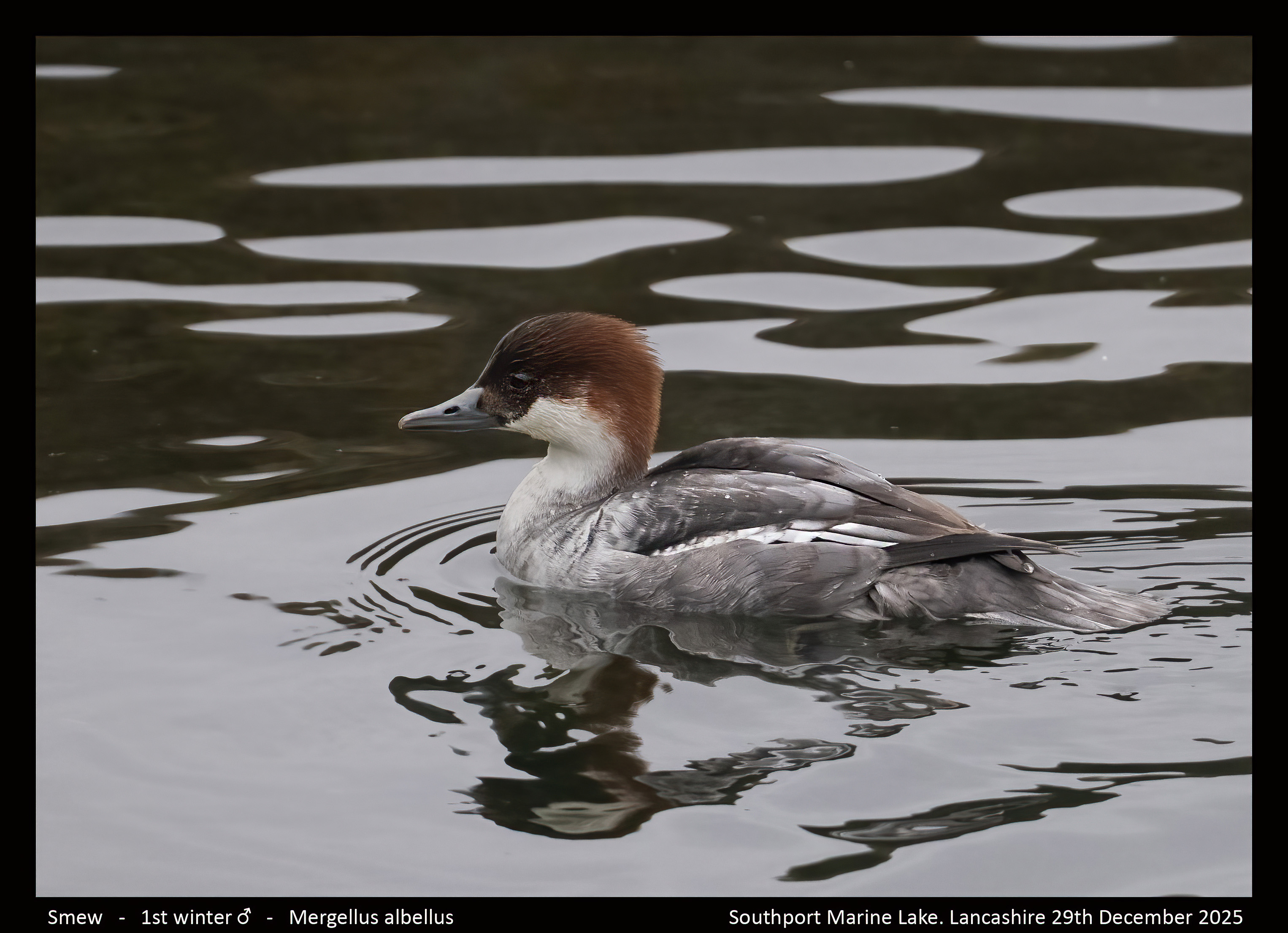 Smew by RICHARD GABB - BirdGuides