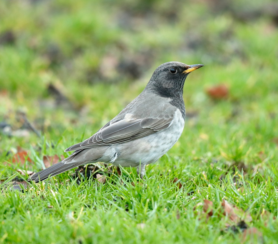 Black-throated Thrush by Mark Rayment - BirdGuides
