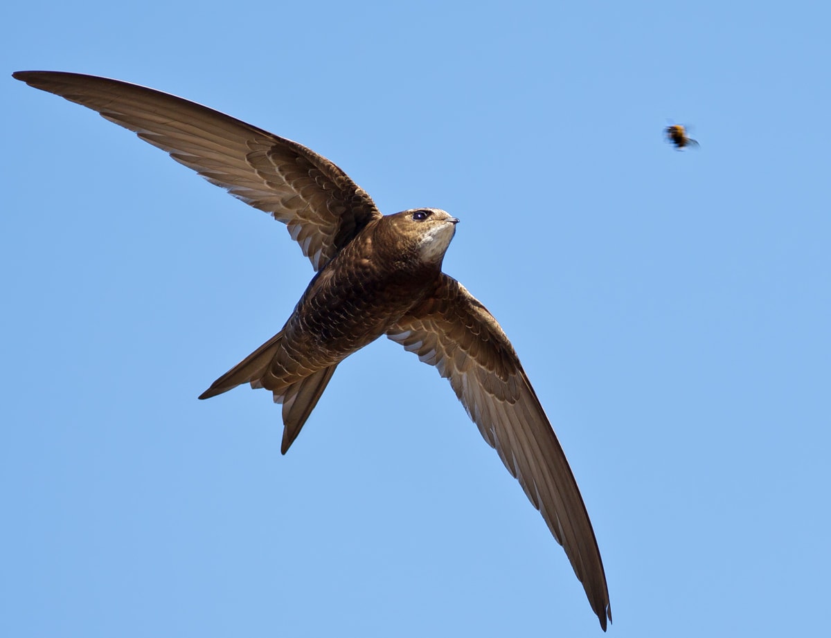 Common Swift by per schans christensen - BirdGuides