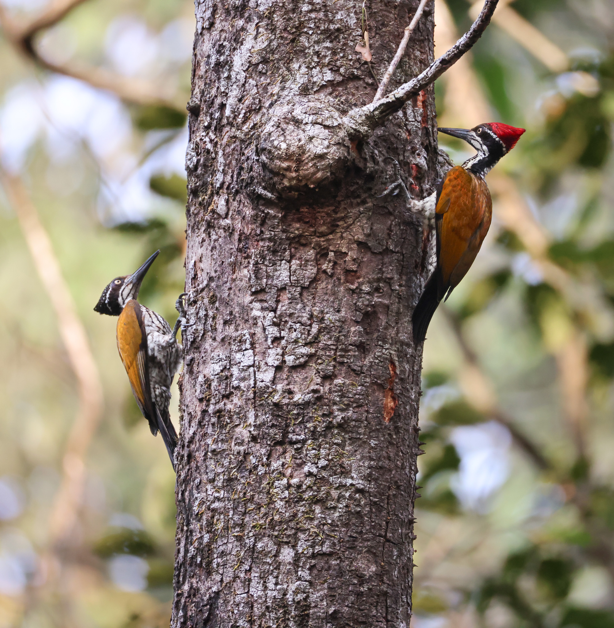 Malabar Flameback by Mark Albini - BirdGuides