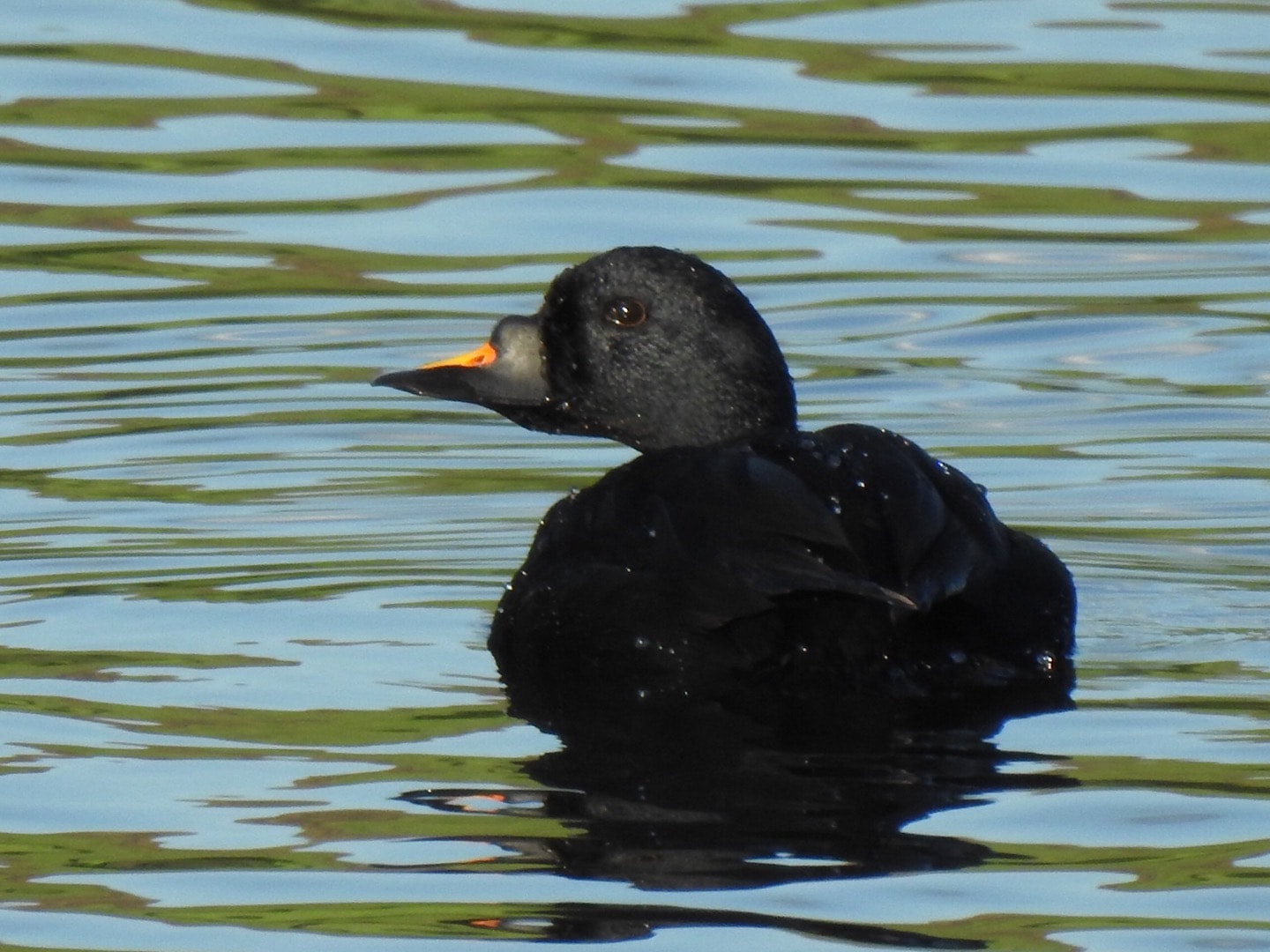 Common Scoter by Steve Bailey - BirdGuides