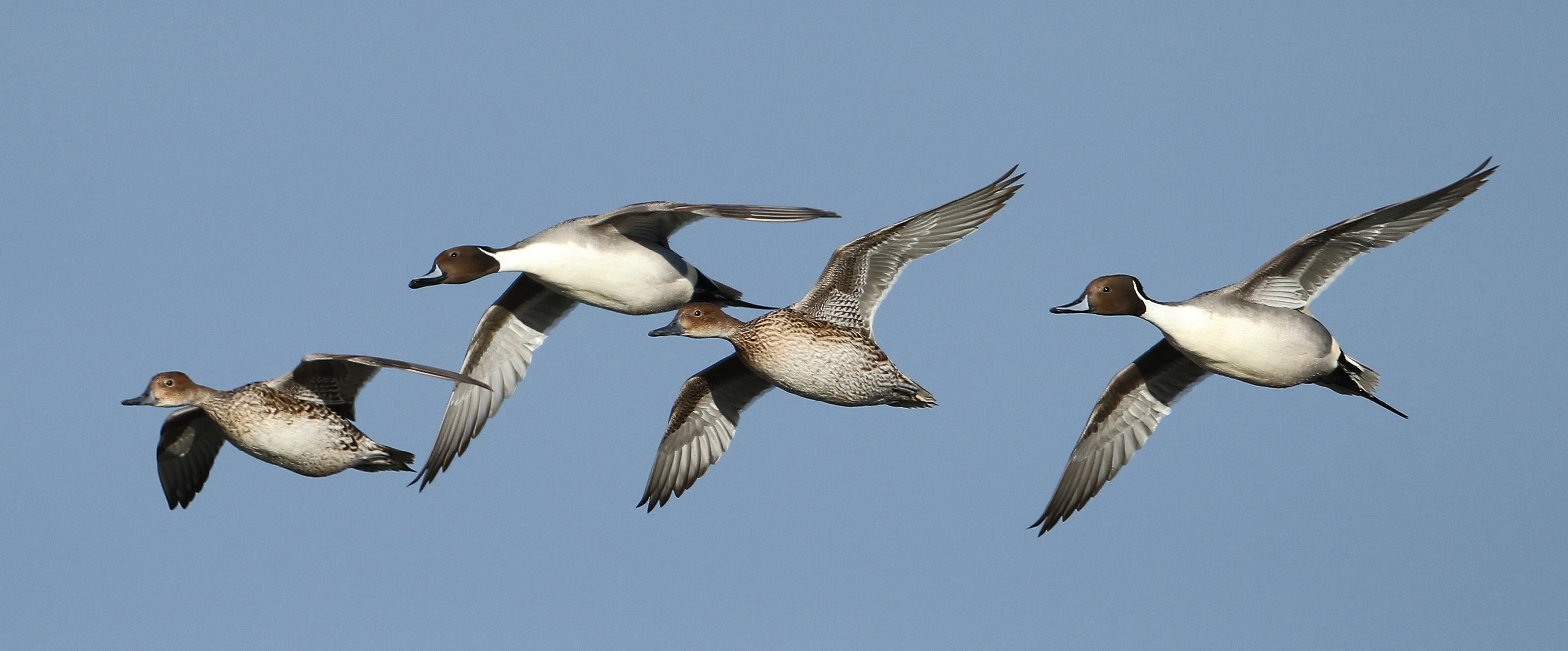 Northern Pintail by Jon Mercer - BirdGuides