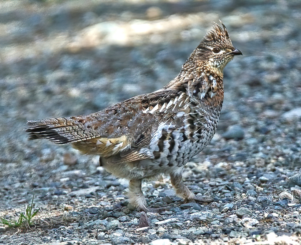 Details : Ruffed Grouse - BirdGuides