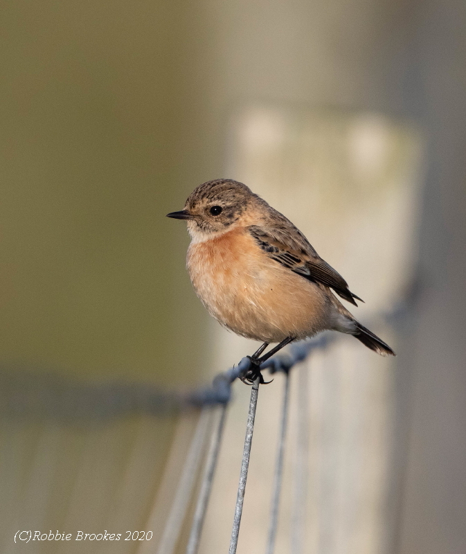 Details : Siberian/Amur Stonechat - BirdGuides