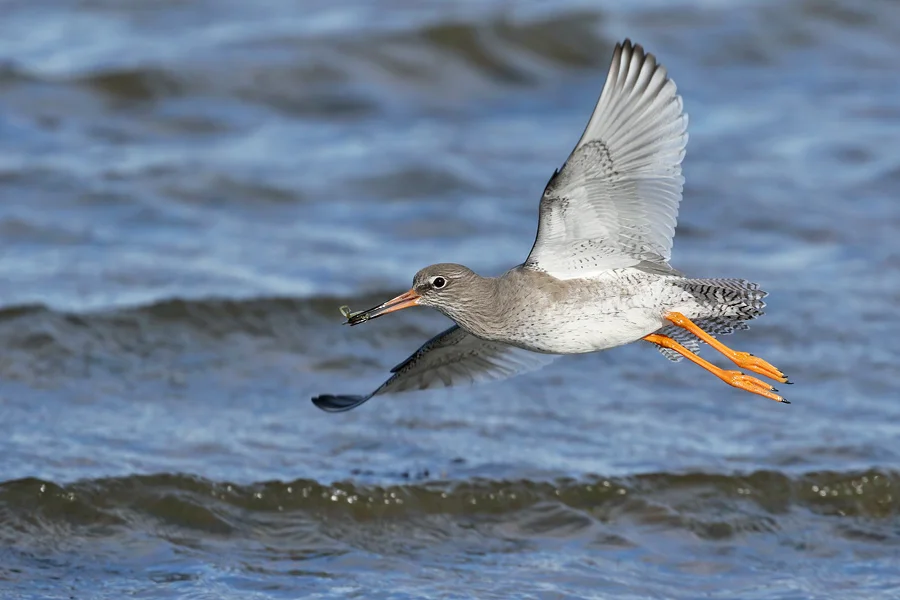 Details : Common Redshank - BirdGuides