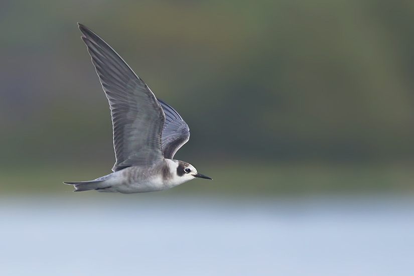 Details : American Black Tern - BirdGuides