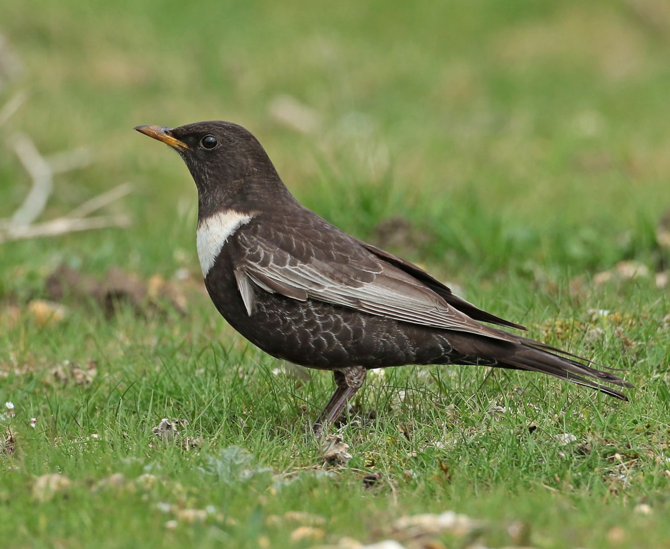 Ring Ouzel by Les Bunyan - BirdGuides