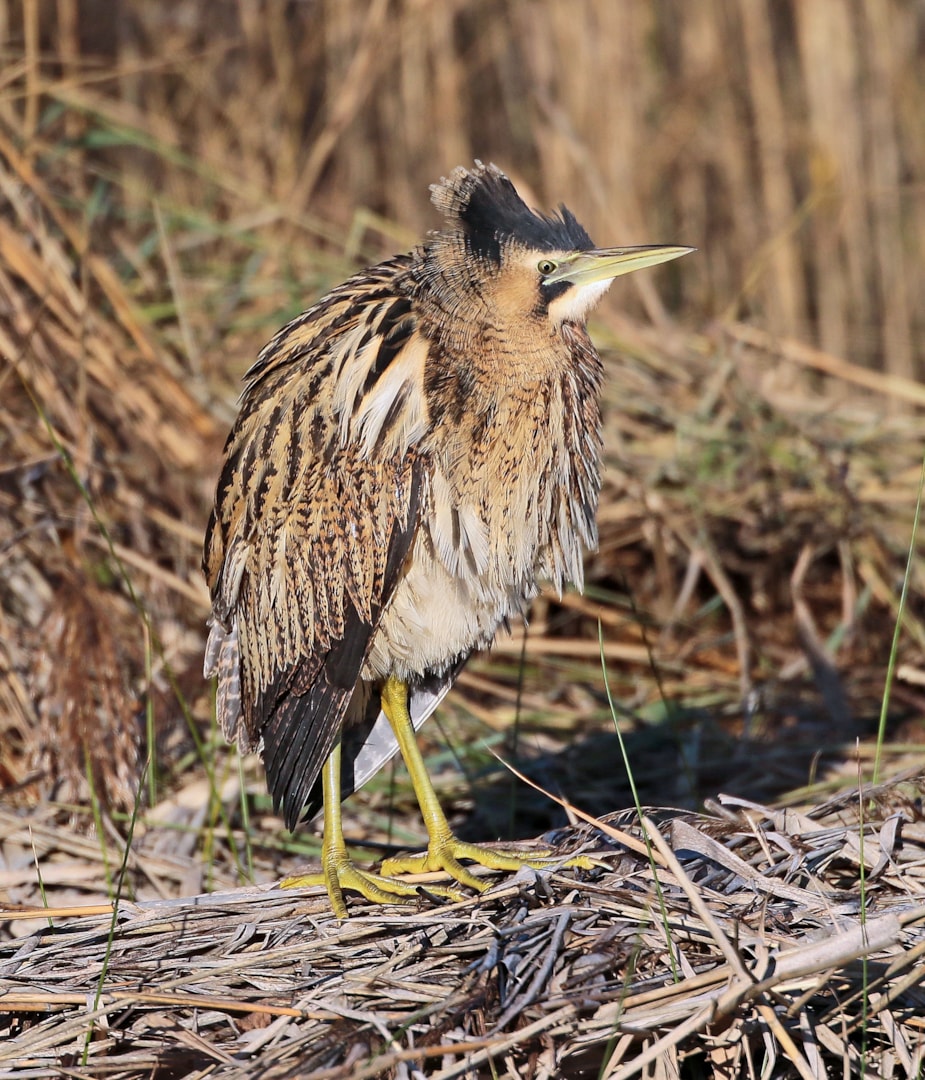 Eurasian Bittern by Les Bunyan - BirdGuides