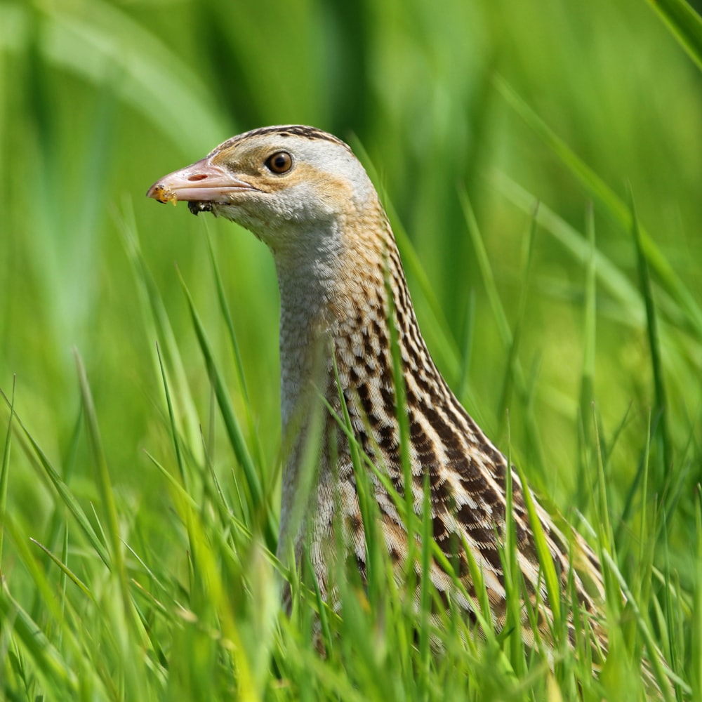 Scottish Corncrake population decreases again - BirdGuides