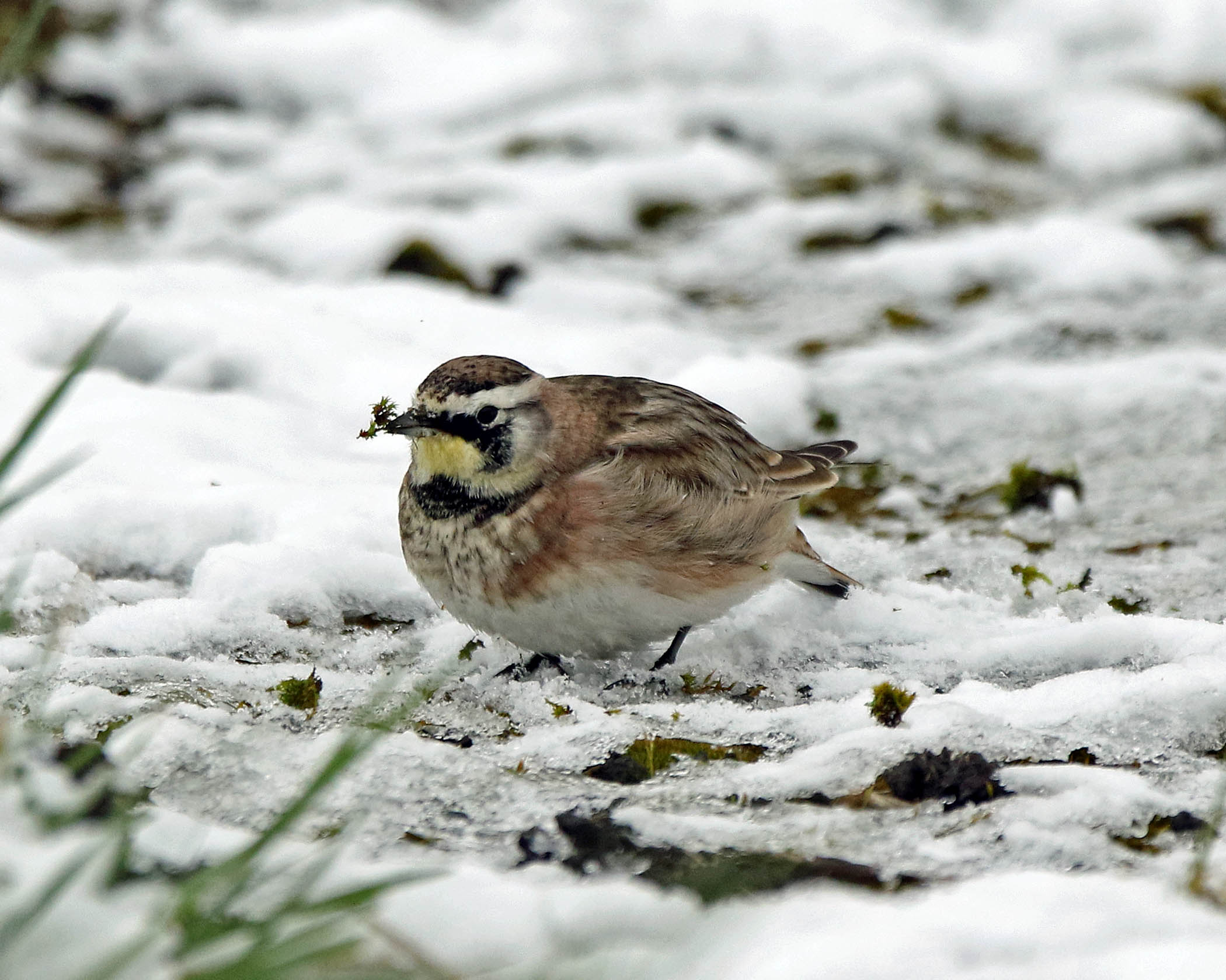 Details : American Horned Lark - BirdGuides