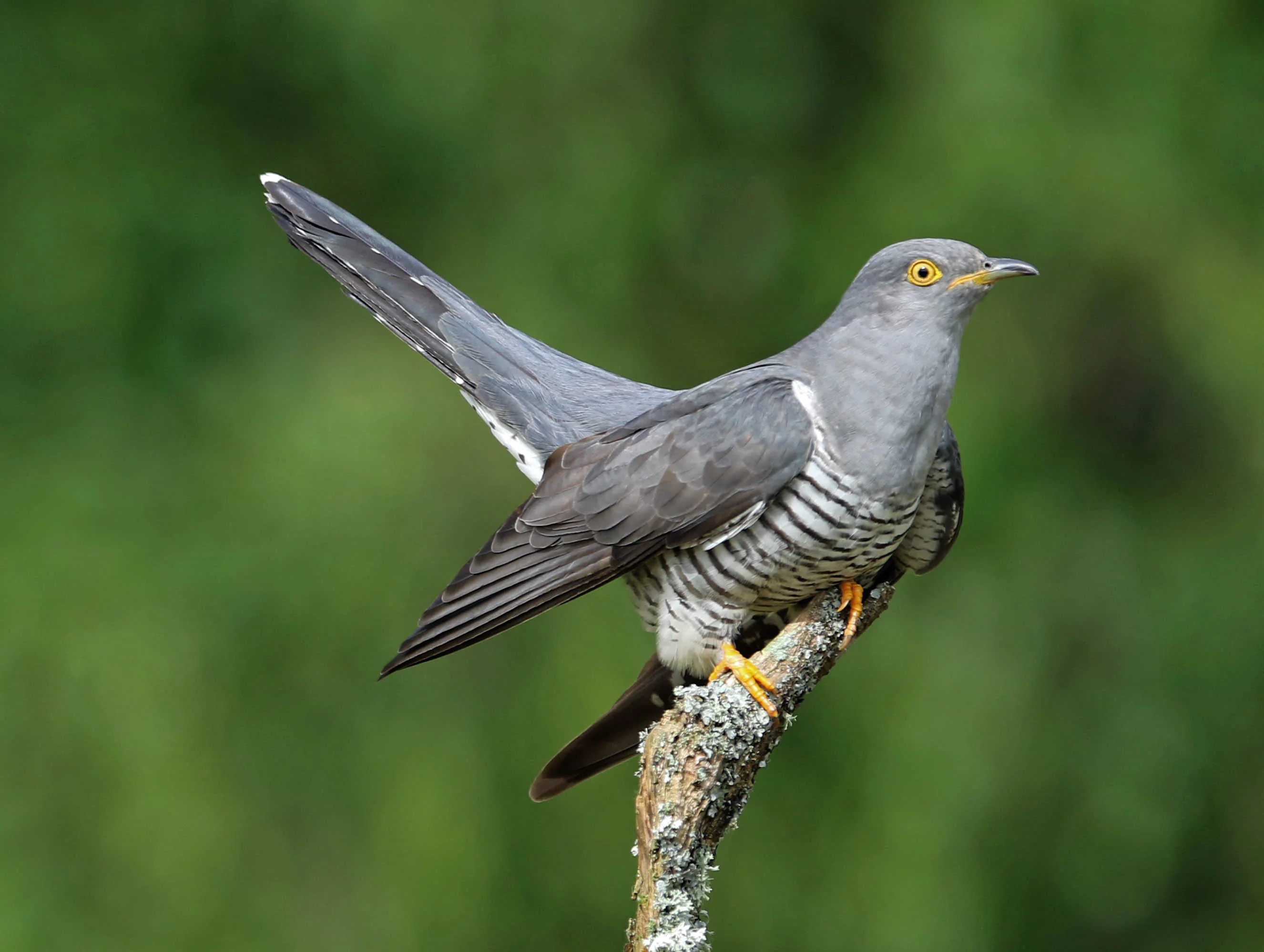 Details : Common Cuckoo - BirdGuides