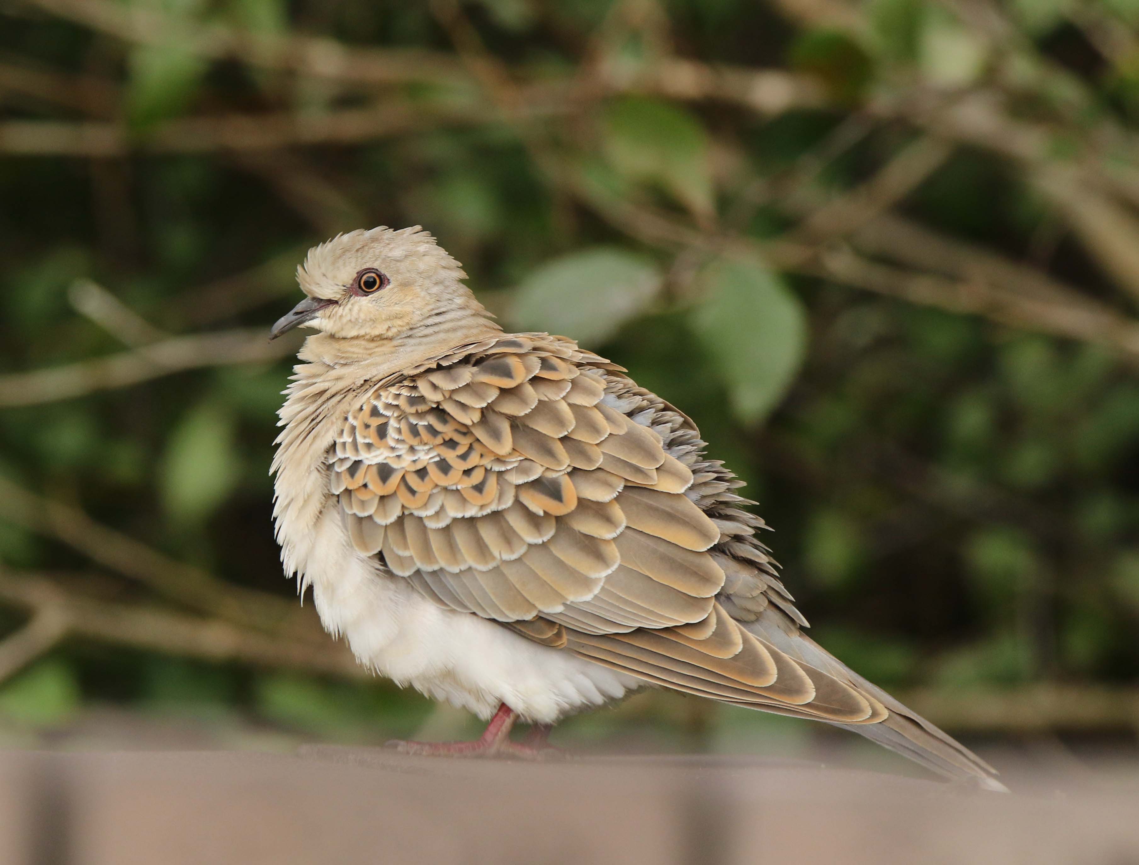 Details : European Turtle Dove - BirdGuides