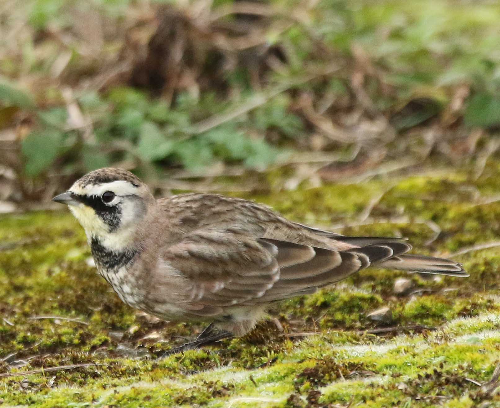 Details : American Horned Lark - BirdGuides